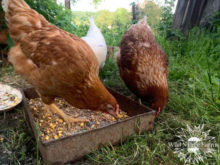 15 Best Crops to Grow For Chickens To Save Big On Feed