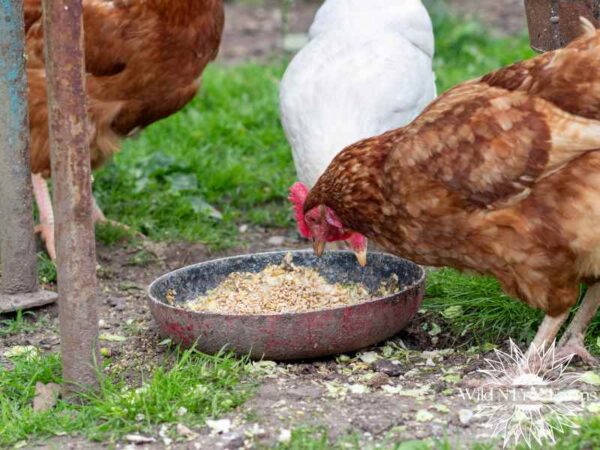 15 Best Crops to Grow For Chickens To Save Big On Feed