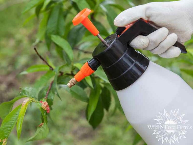 How to Use Molasses in the Garden to Boost Brix Levels and Grow ...