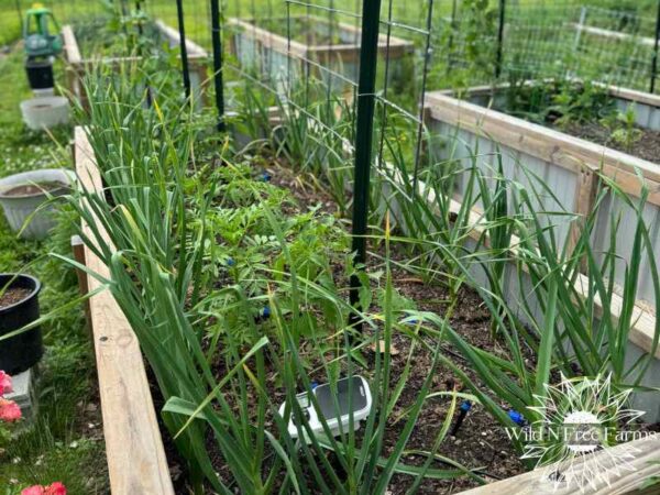 How to Naturally Increase Brix Levels in Backyard Vegetables for Pest ...
