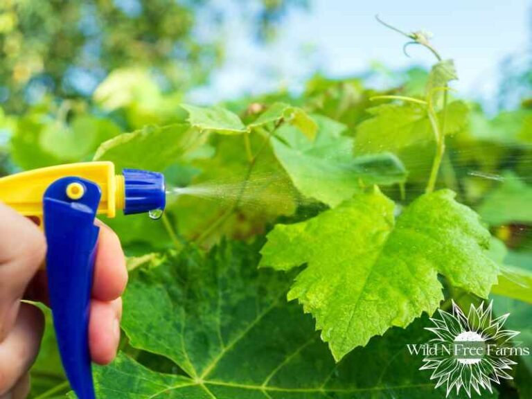 How to Naturally Increase Brix Levels in Backyard Vegetables for Pest ...
