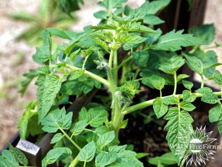 Understanding Brix Readings in Plants and Their Role in Natural Pest ...