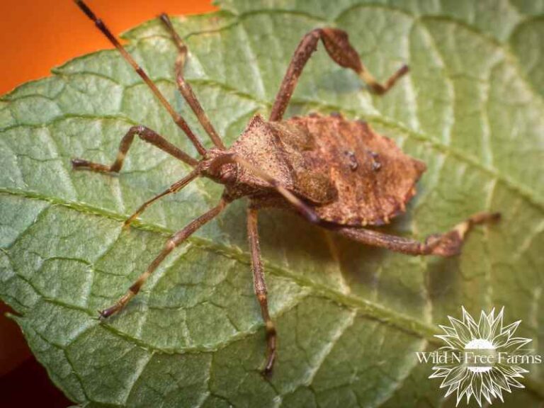 Understanding Brix Readings in Plants and Their Role in Natural Pest ...