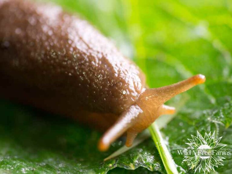 Natural Solutions to Control Slugs and Snails in Your Garden