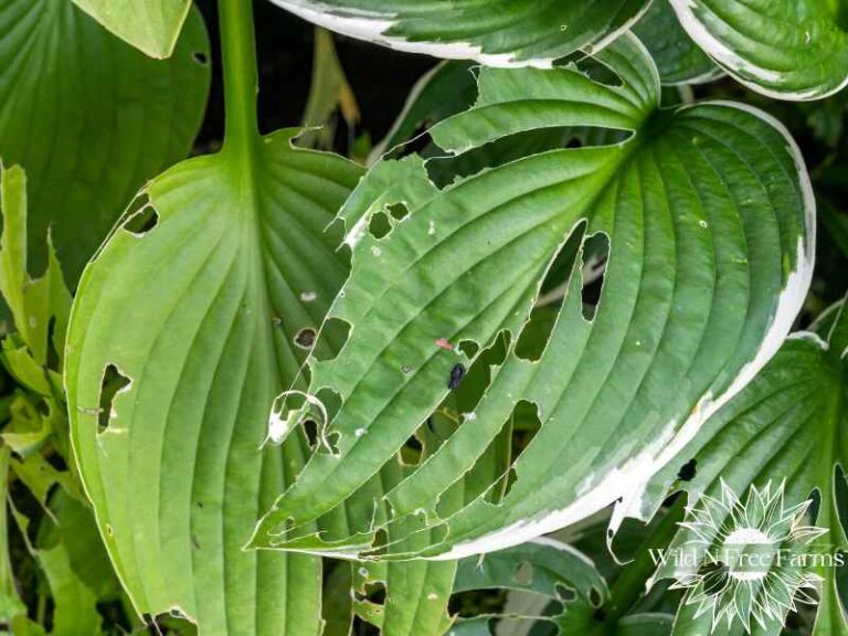 Natural Solutions to Control Slugs and Snails in Your Garden