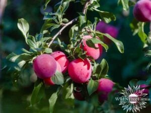 11 Best Drought-Tolerant Fruit Trees for Your Homestead