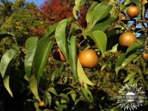 11 Best Drought-Tolerant Fruit Trees for Your Homestead