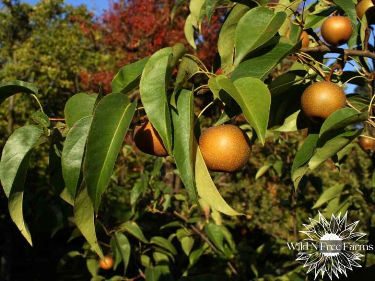 11 Best Drought-Tolerant Fruit Trees for Your Homestead
