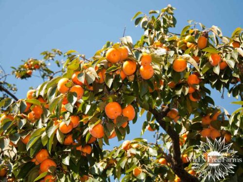 11 Best Drought-Tolerant Fruit Trees for Your Homestead