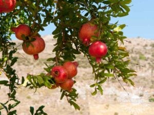 11 Best Drought-Tolerant Fruit Trees for Your Homestead