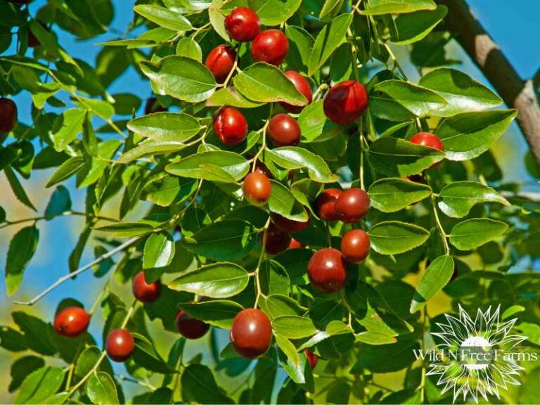 11 Best Drought-Tolerant Fruit Trees for Your Homestead
