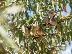 11 Best Drought-Tolerant Fruit Trees for Your Homestead