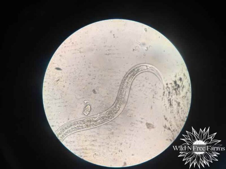 Beginner’s Guide to Beneficial Nematodes In The Garden