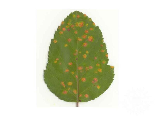 How to Identify, Treat, and Prevent Cedar Apple Rust Organically (Apple ...